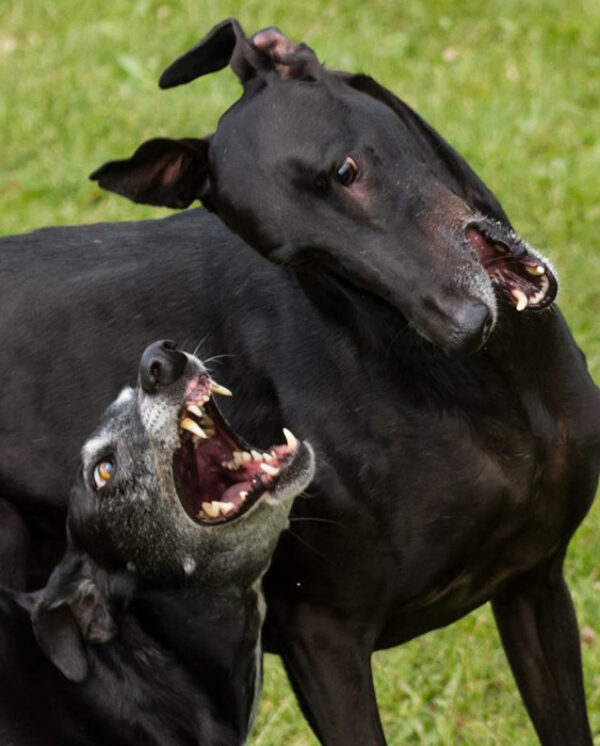 Epuliden beim Hund | Fellkinder